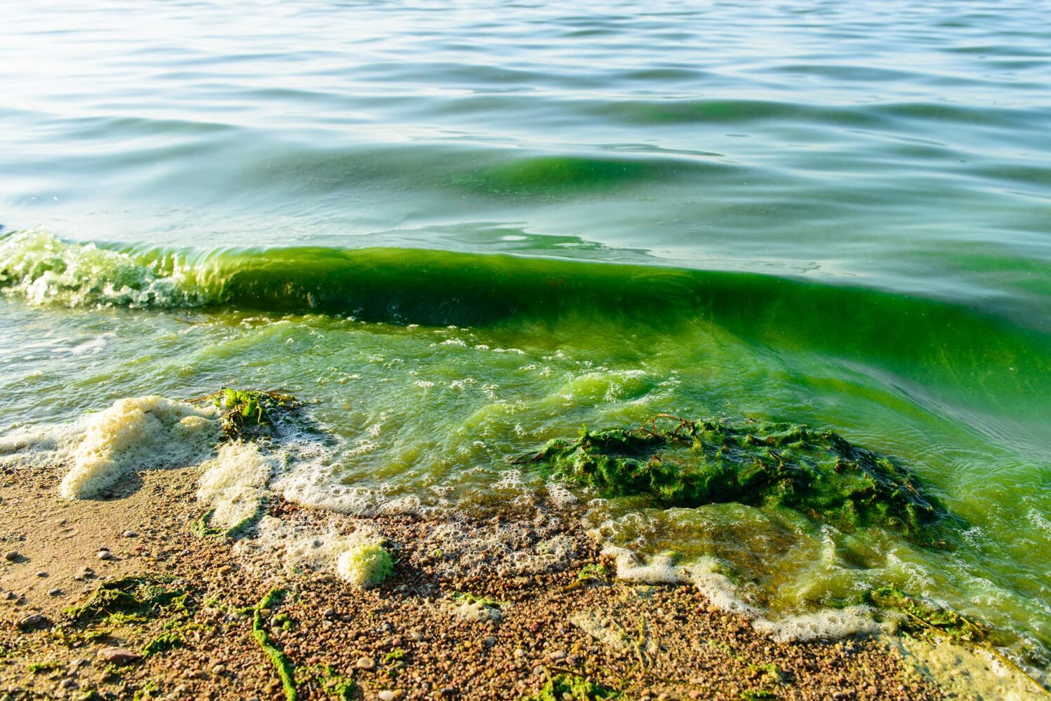 DOH-Leon Cautions About Blue Green Algae at Lake Jackson - Rhoden Cove ...
